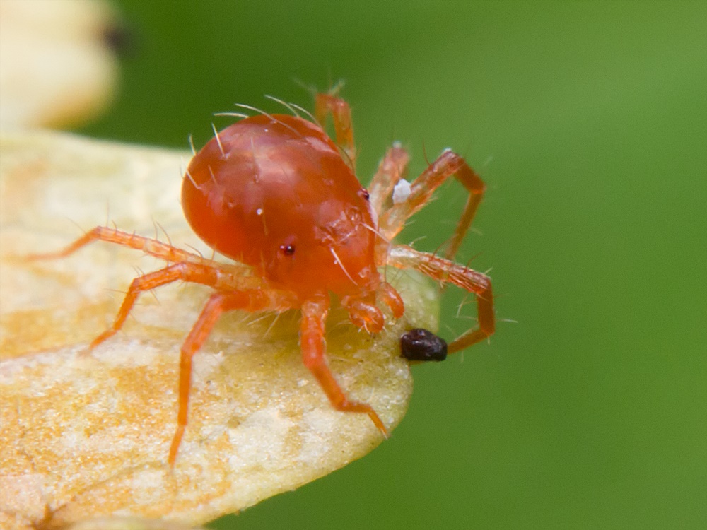 Photography by Rainer Clemens Merk - Kleine Wunder - tiere2